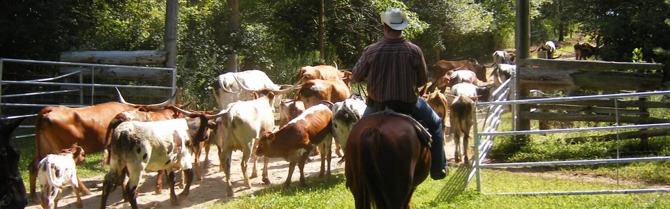 Texas Longhorn Ranch